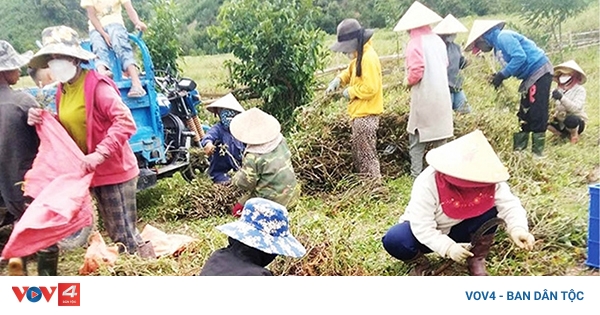 Sổ tay hướng dẫn phát triển vùng trồng dược liệu quý | VOV4.VOV.VN