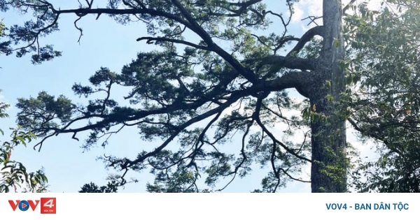 Cây Du sam 500 năm tuổi ở Lai Châu được công nhận là cây di sản Việt ...