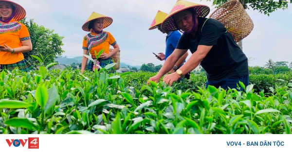 Thưởng ngoạn những đồi chè đẹp nhất Thái Nguyên | VOV4.VOV.VN